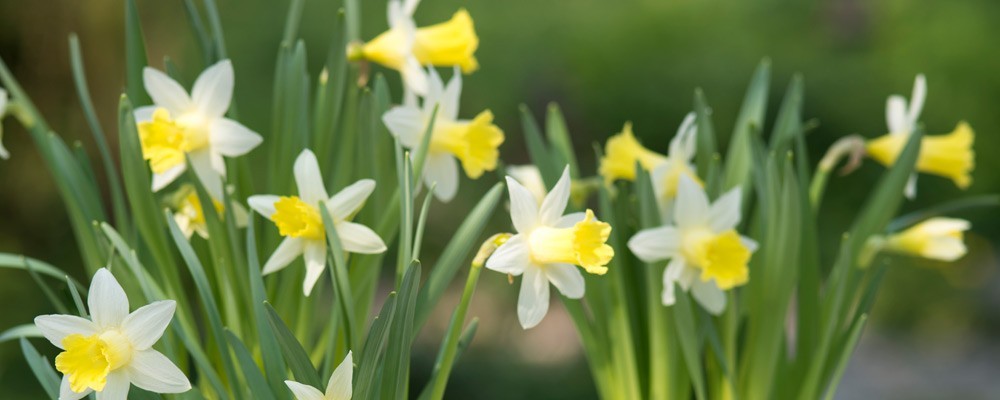 Narcis ’Topolino’